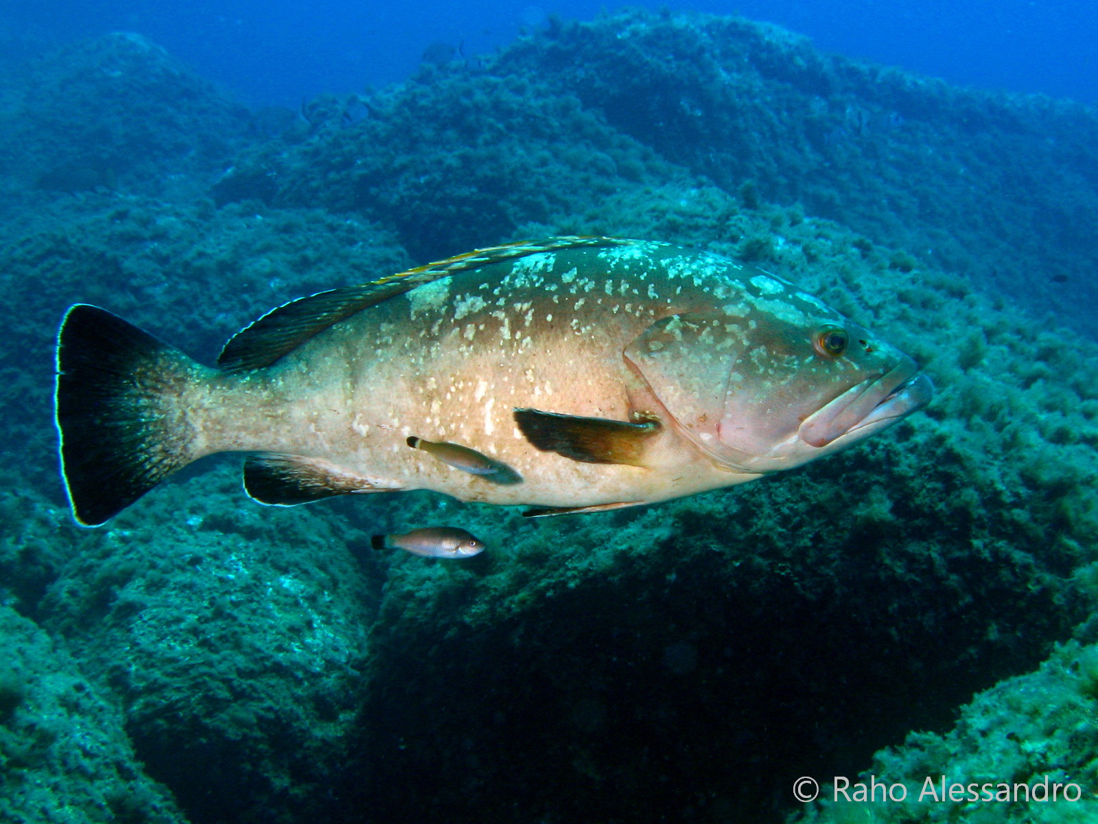 Necton e Plancton: Pesci: Cernia Bruna