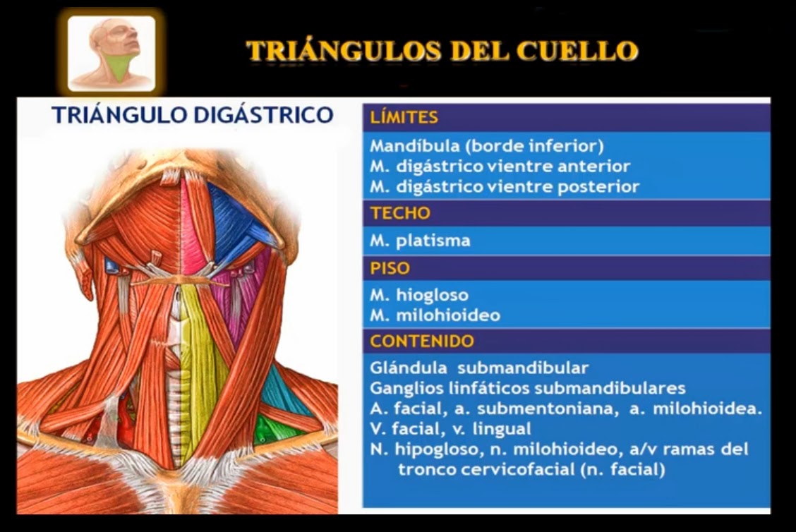 Anatomía del cuello