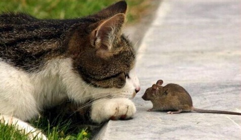 Ampliando y reforzando: El gato que quería ser ratón.