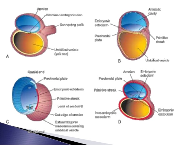 EMBRIOLOGIA: CAPITULO 5: TERCERA SEMANA DEL DESARROLLO. EL DISCO ...