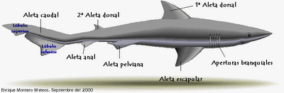 Anatomia del Pez.: EL TIBURON.