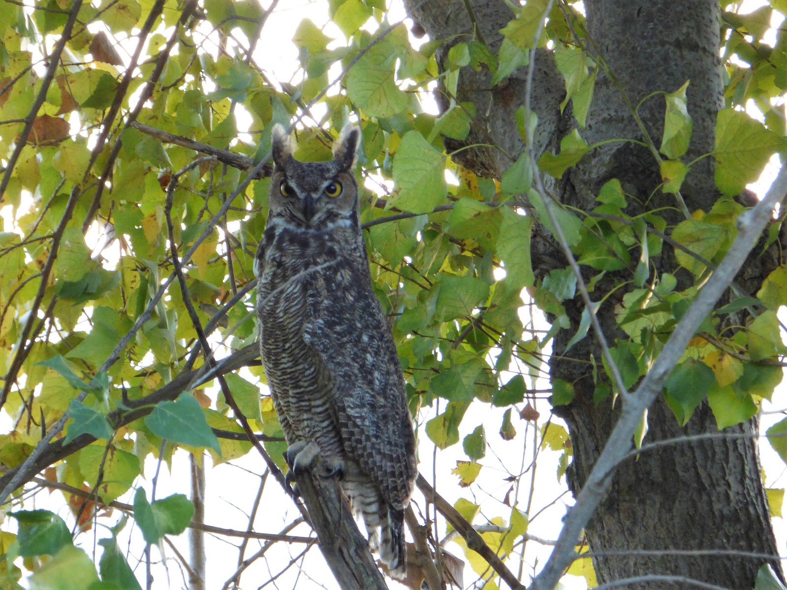 Geotripper's California Birds: Great Horned Owl at the Merced National ...