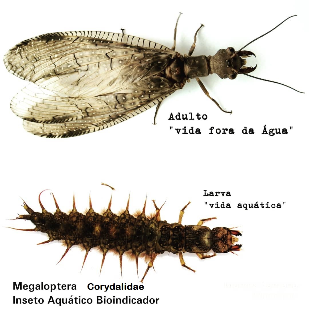 BIBOCA AMBIENTAL : LACRAIA D'ÁGUA