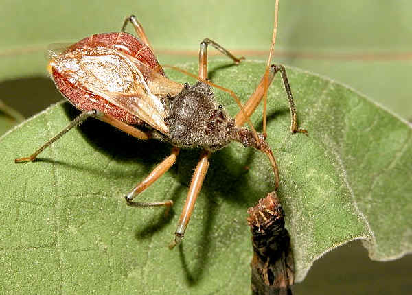 Assassin bug - Animals World