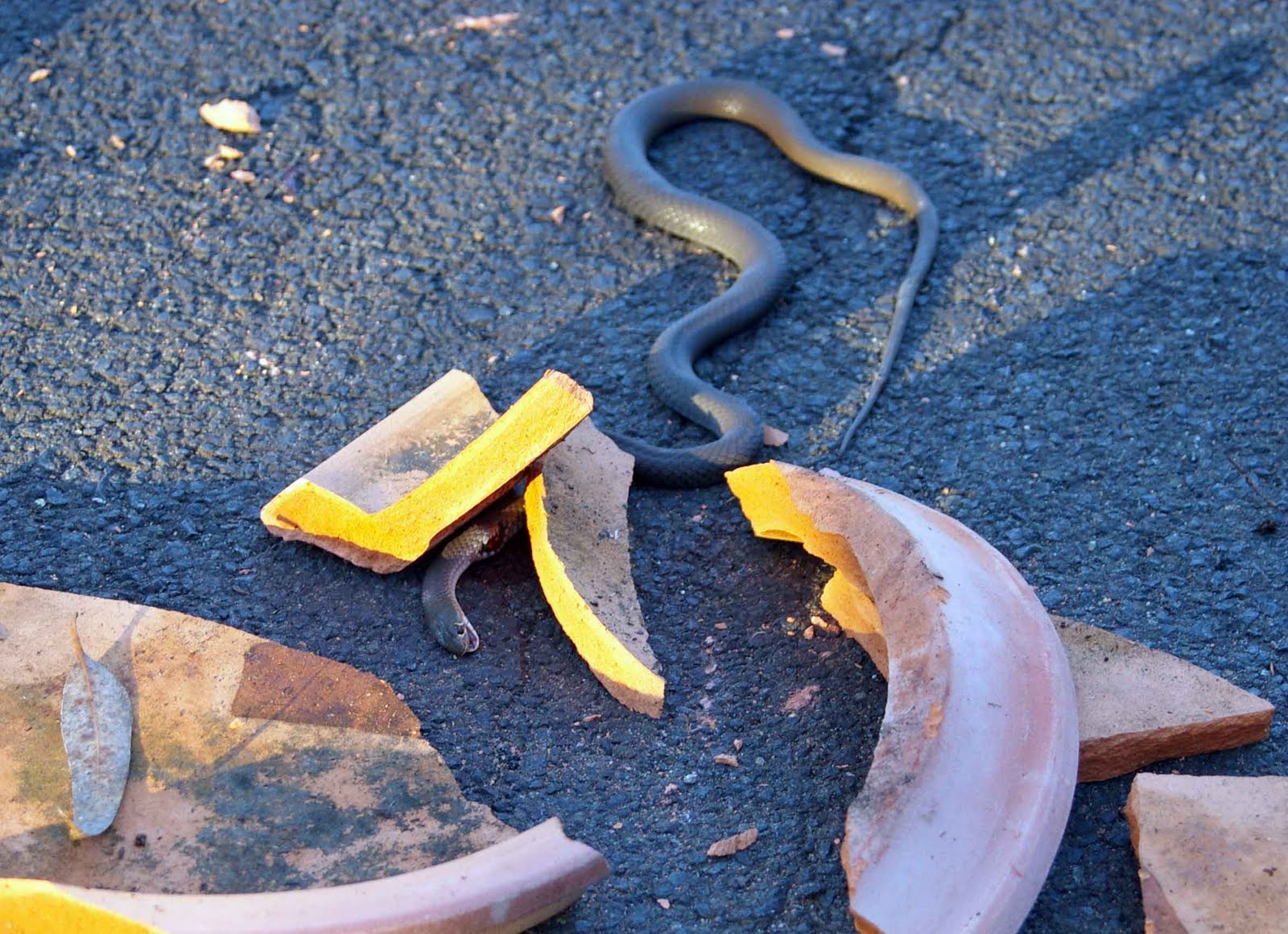 A Box of Chocolates: Killer Snake on the Loose