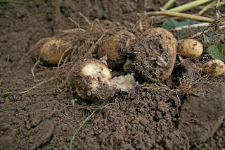 Inside My Secret Garden...Day-to-Day Living at Cairnwood Cottage