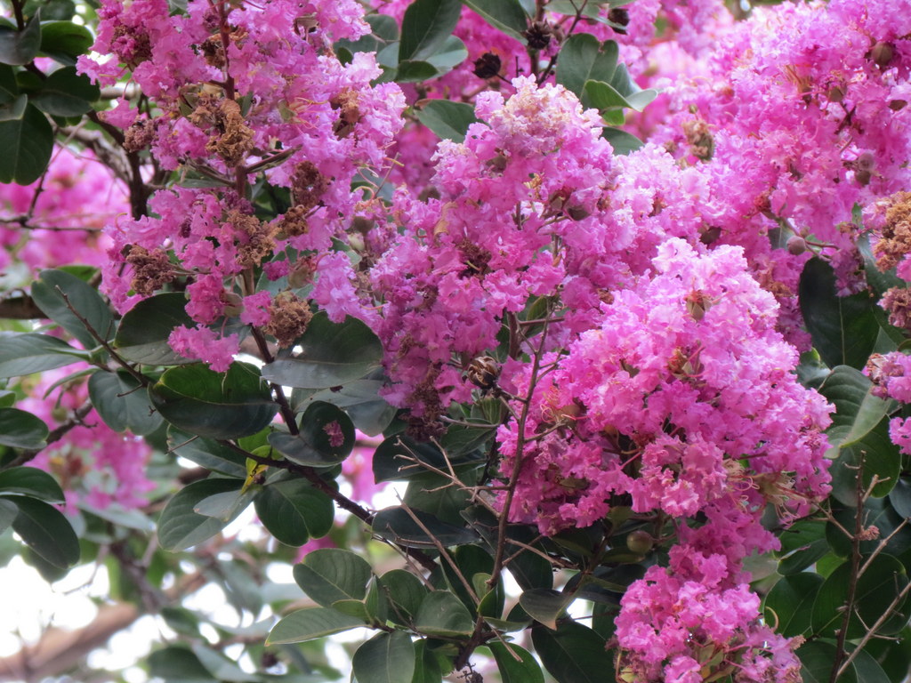 Kreatiewe Joernaal: kransduif