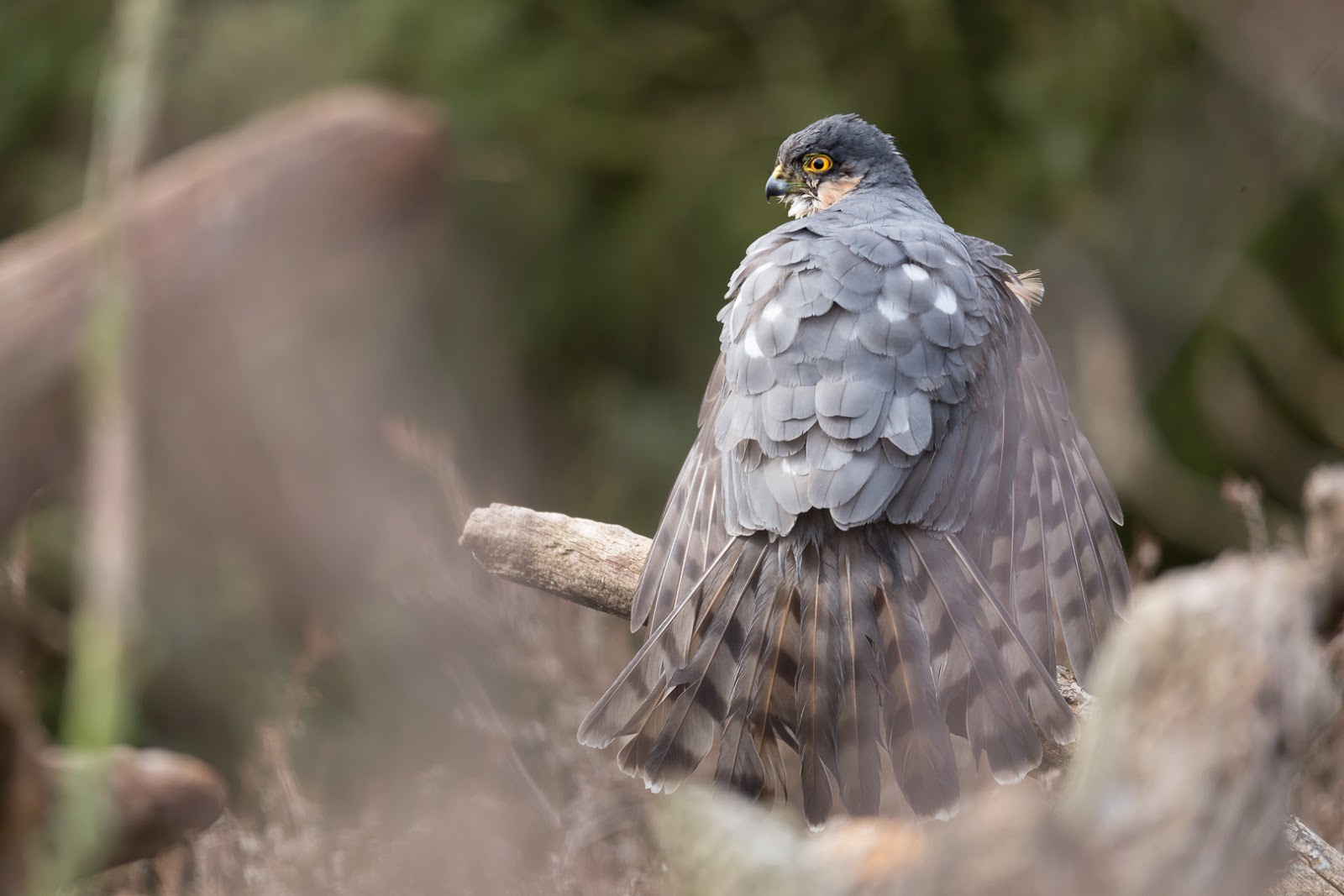 Sperwer in de spotlight