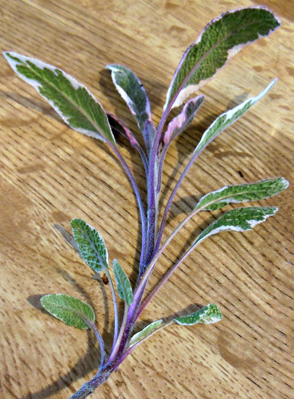 Sweet Potato Gratin with Fresh Sage | Scratch Made Food! & DIY Homemade ...