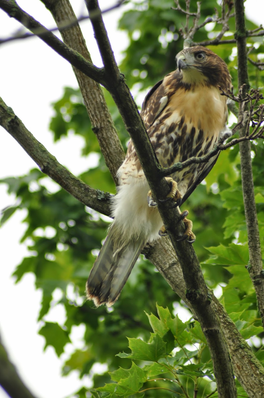 DIY Nature Science: Chandler Robbins, Father of Ornithology, Still ...