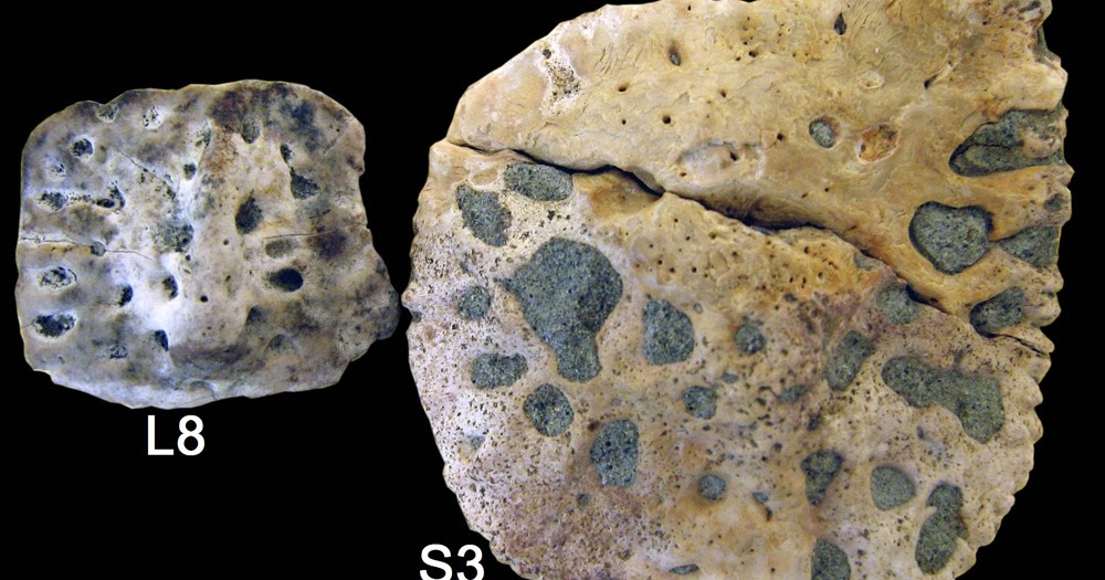 MUSEO PALEONTOLÓGICO DE SOBRARBE: OSTEODERMOS DE COCODRILO EN SOBRARBE