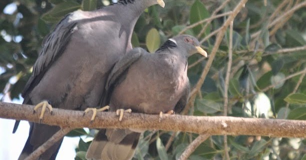 ZOOTOGRAFIANDO (6.100 ANIMALS): PALOMA DE COLLAR / NORTHERN BAND-TAILED ...