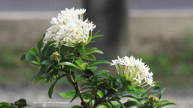 Pokok Bunga Jejarum Putih atau White Ixora