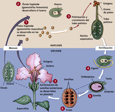 CIENCIAS BIOLOGICAS: ORIGEN Y ANCESTROS DE LAS ANGIOPERMAS Y GEMNOPERMAS