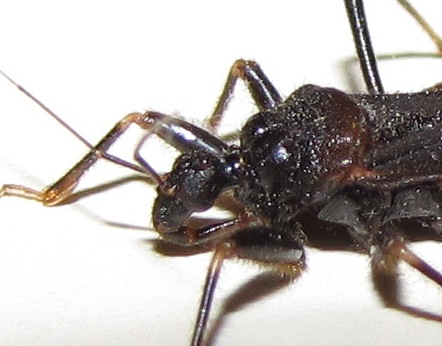 Bug Eric: True Bug Tuesday: Masked Hunter