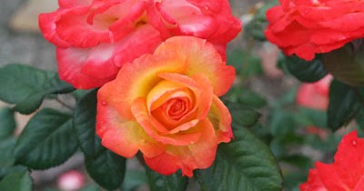 Garden Guy Hawaii: Growing Roses in the Tropics