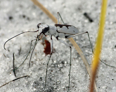 Real Monstrosities: Tiger Beetle