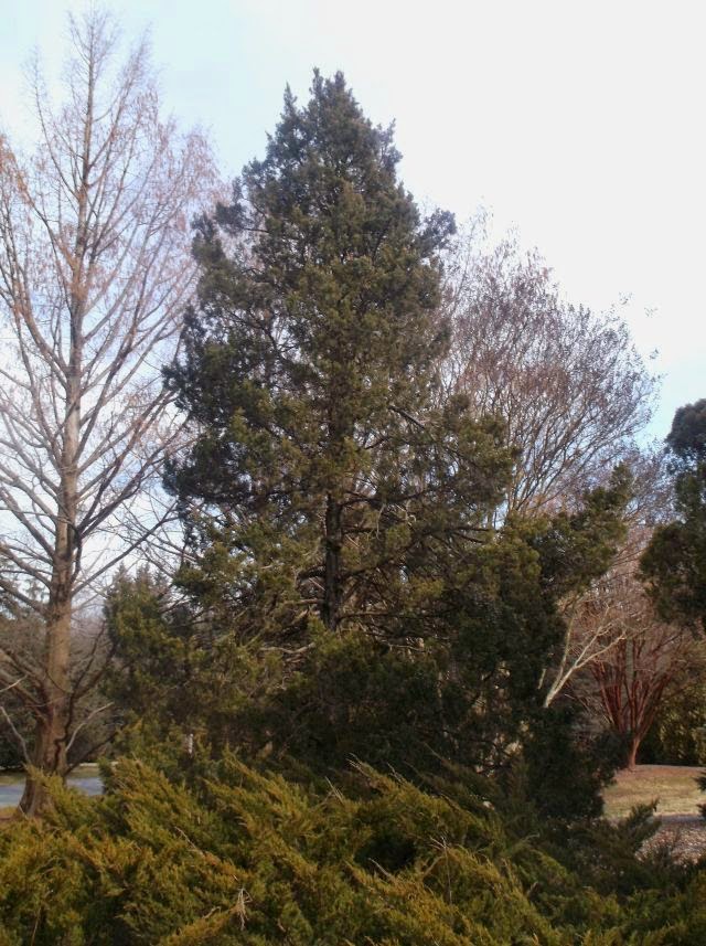 Future Plants by Randy Stewart: Junipers for all Landscapes