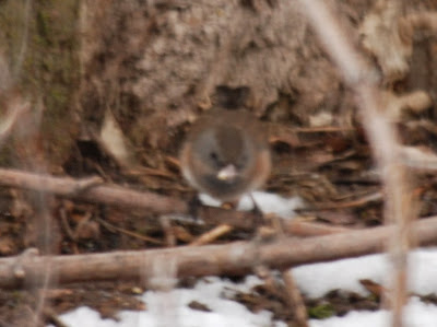 200 Birds: Possible Dark-eyed Junco x Song Sparrow Hybrid