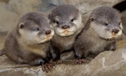 Little Critterz: Animal Profile: North American River Otter