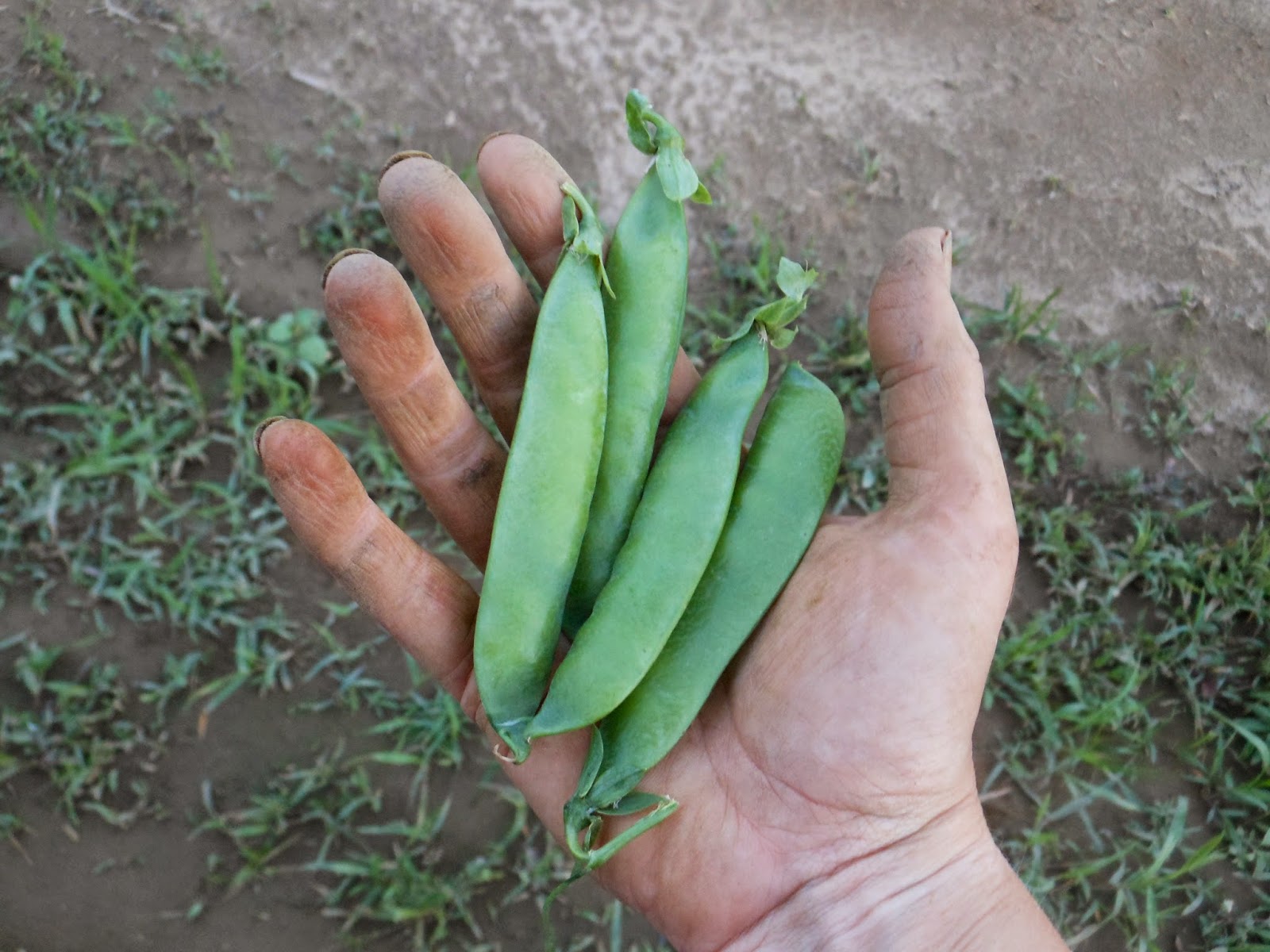 Robson's Farm: On Your Plate in 2015