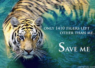 Save the Tigers ~ Life is Beautiful