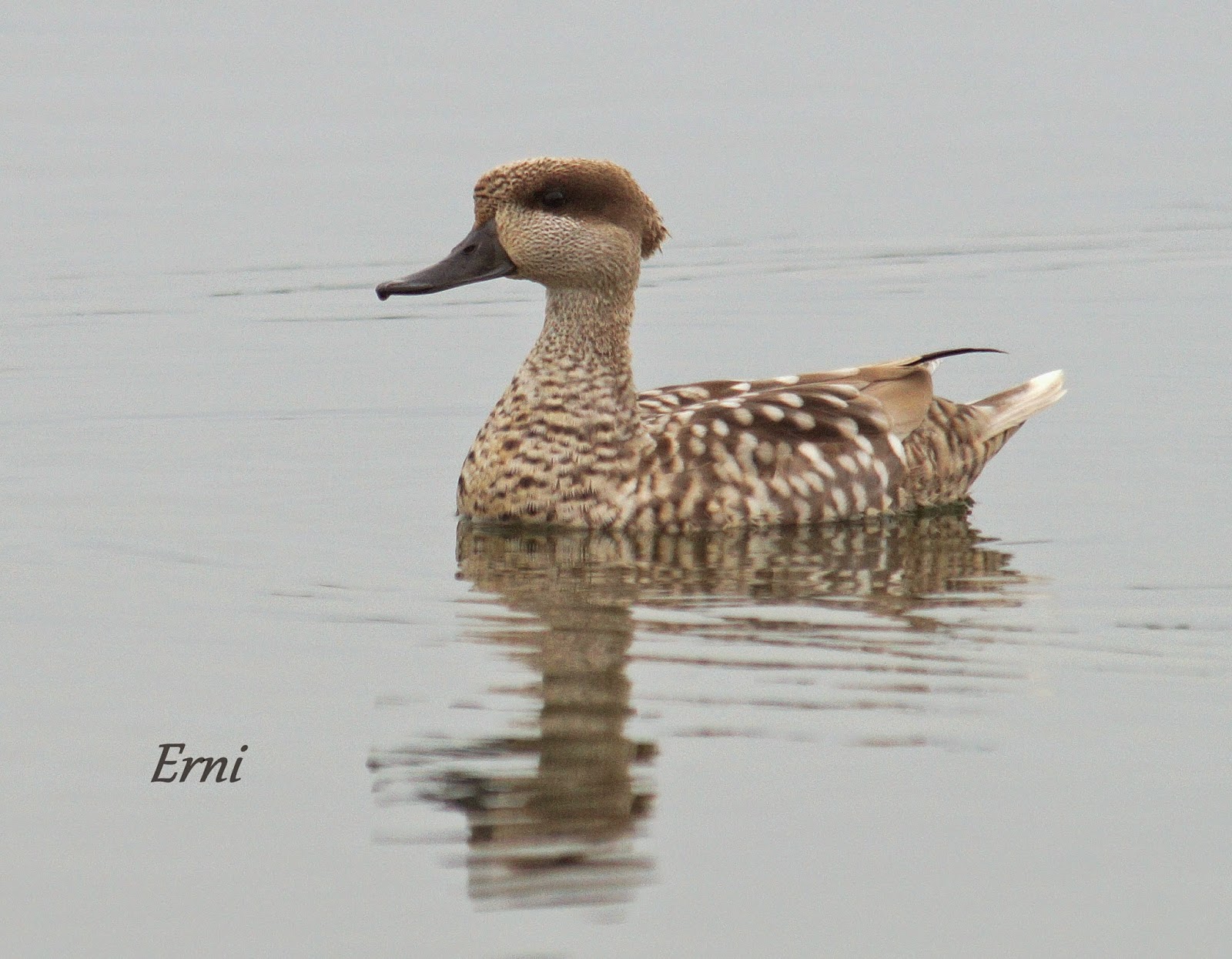 NO SIN MIS PRISMÁTICOS: QUÉ ES LO QUE HACES TÚ AQUÍ... ¡¡UNA CERCETA PARDILLA!!