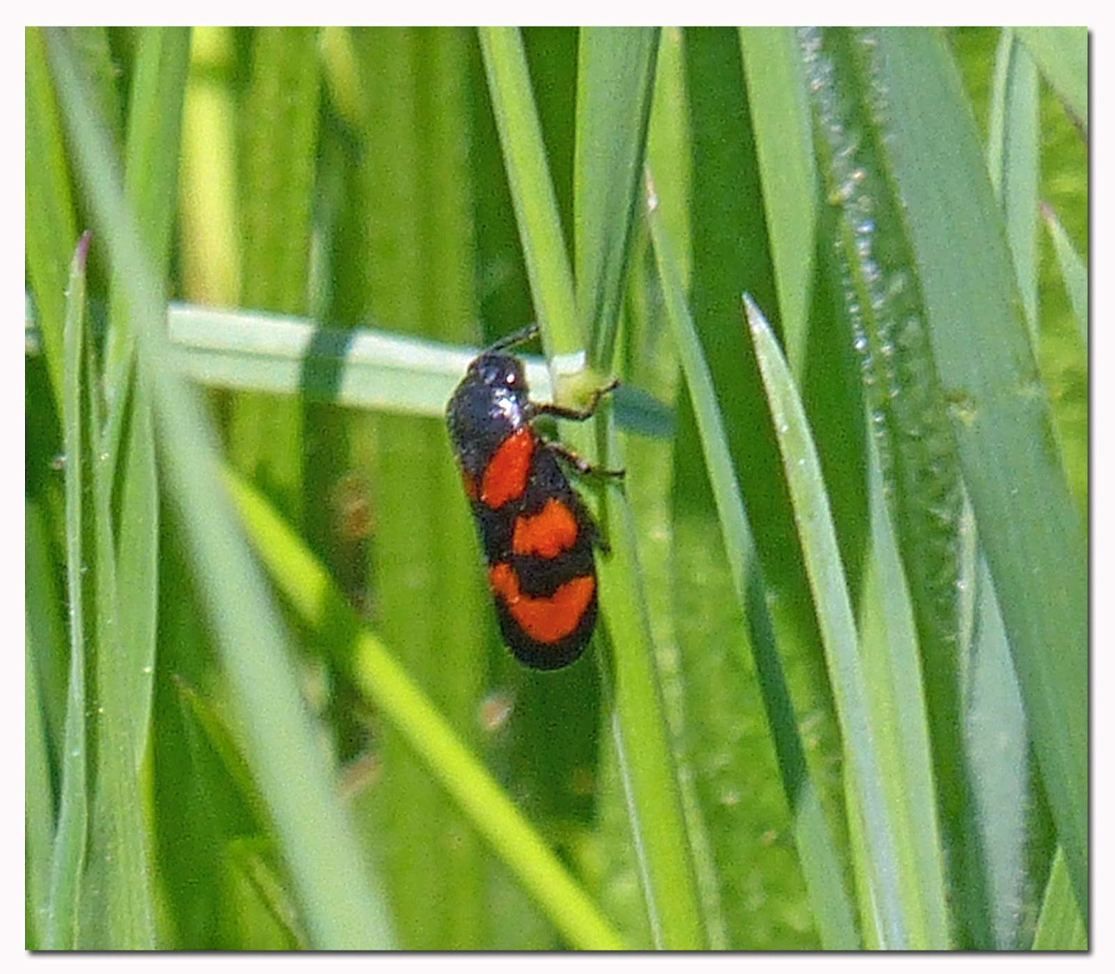 Wild and Wonderful: Eye-Catching Insects: Red-and-Black Froghopper at ...