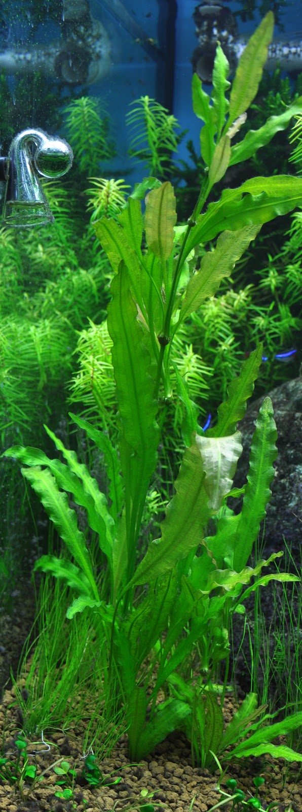 Aquarium - feel the nature at home: 1000 - Amberseaside