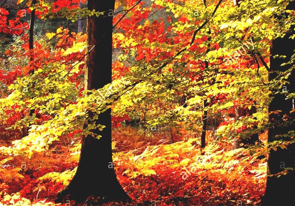 Quercus Rubra - Red Oak Forest