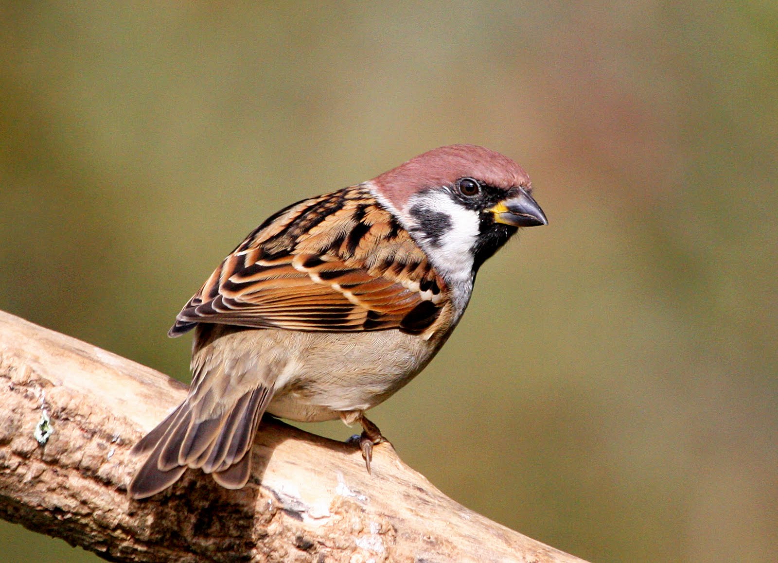 Micks Birds, Wildlife and Other things.