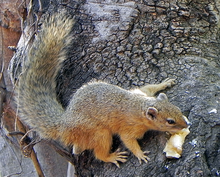 Remote Camera Trap - South Africa: Squirrel Time