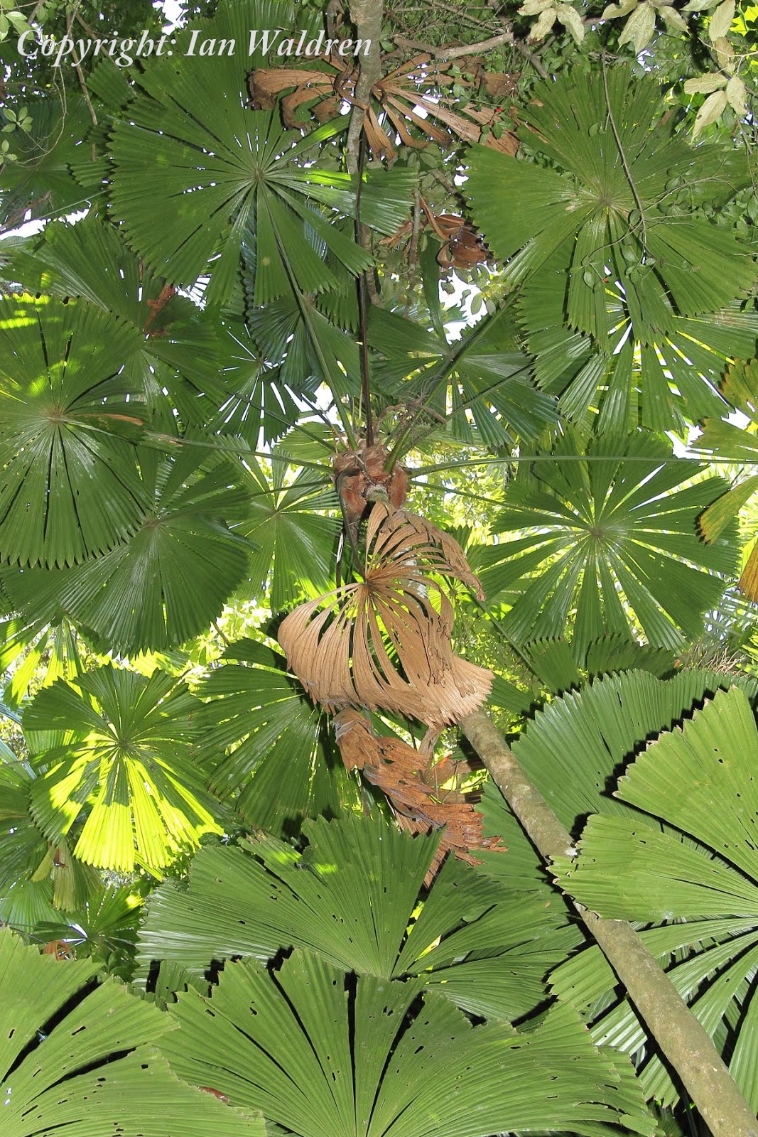 WILD TROPICAL QUEENSLAND: Rainforest Trees, Herbs & Vines