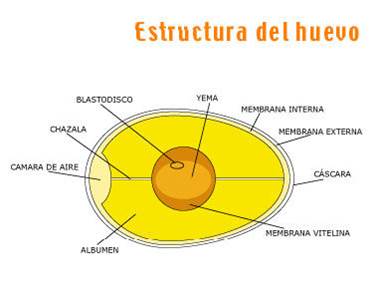 Metodos y Tecnicas Culinarias G-201: Partes de un huevo, propiedades y ...
