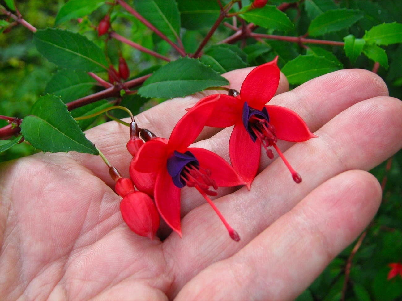 CHAMERION | Blog di giardinaggio, viaggi, natura, itinerari: ISOLA DI ...