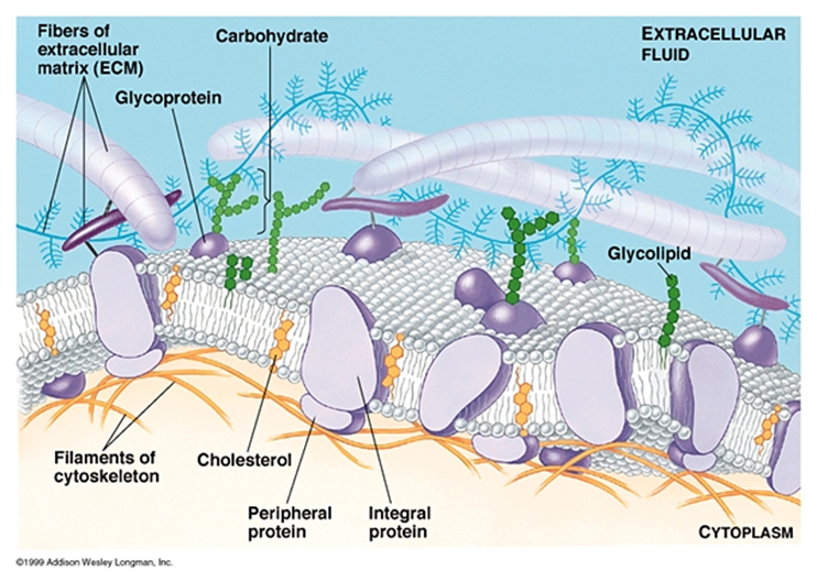 Biologi Cell: Karbohidrat Membran | Waktu Adalah Kenangan yang Berjalan ...