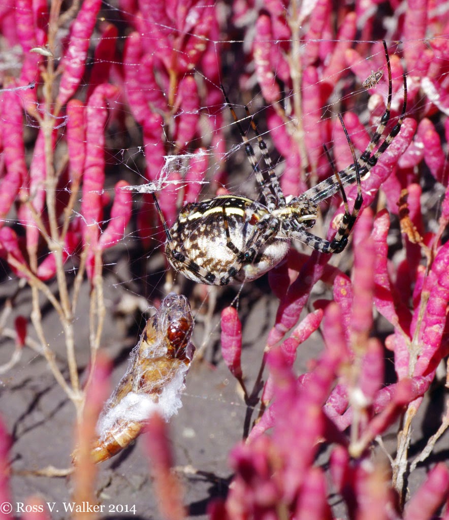 Ross Walker photography: Pickleweed Autumn