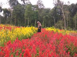 JENDELA MERANGIN : TAMAN BUNGA MERANGIN