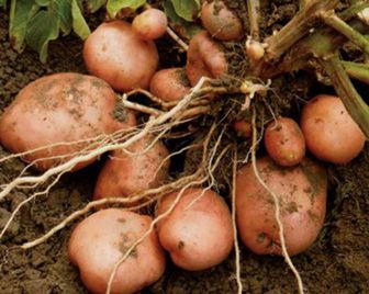 Tipos de tallos- Descripción de la morfología de la planta.