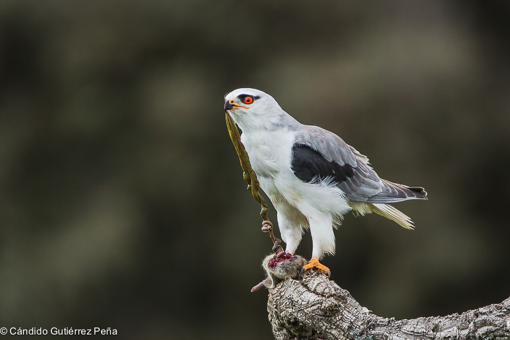 ELANIO AZUL - Elanus Caeruleus | Observatorio de la Naturaleza