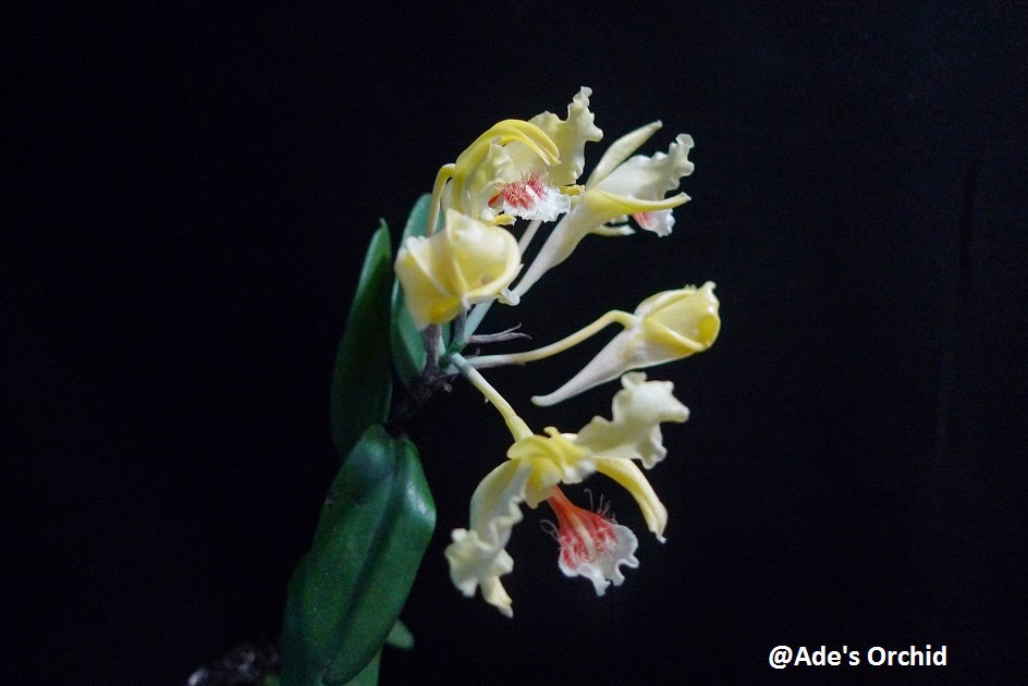 Ade's Orchid: Dendrobium lowii