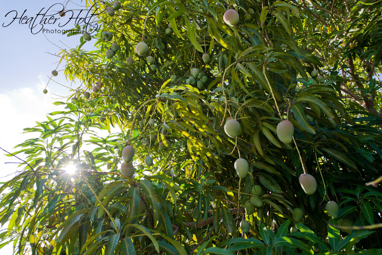 SILVER SANDS: Mangos, Mangos, Mangos!!!