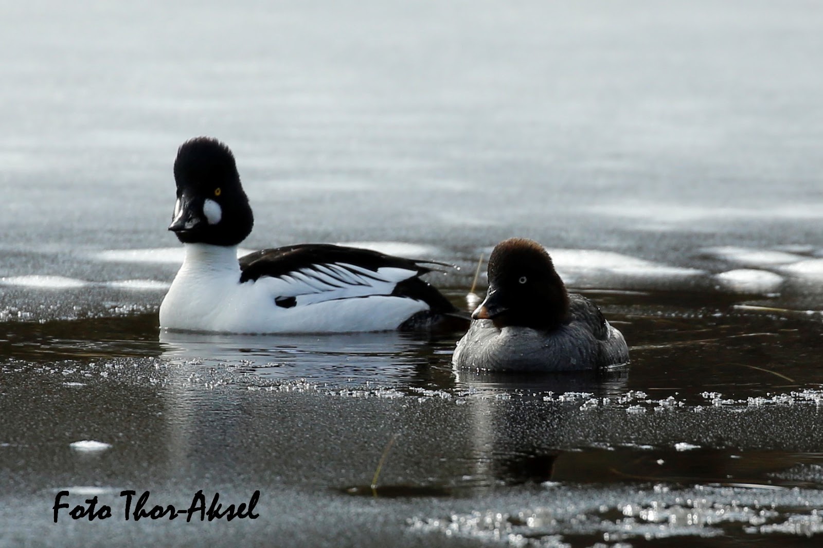 Thor-Aksel`s FOTO BLOGG: Kvinand i Sjæltjønna i Malvikmarka