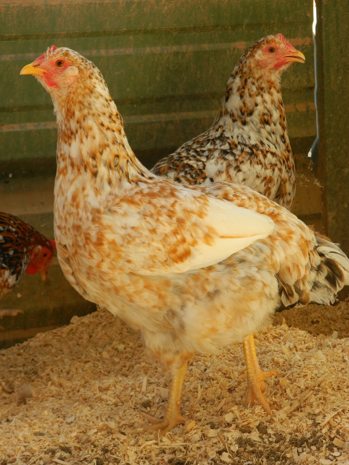 Aloha Chickens: Fall 2016 Update