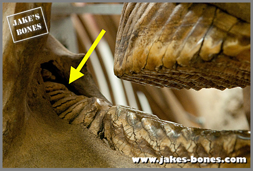 Looking closely at an Indian elephant skeleton : Jake's Bones
