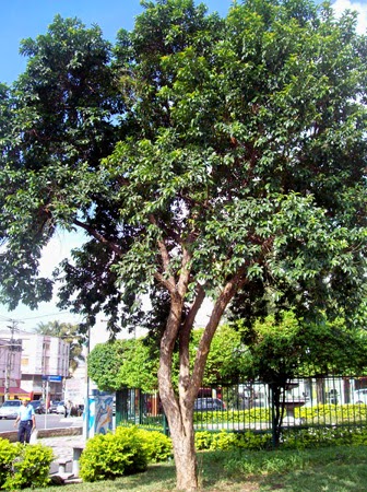 Revolução no Quintal: Cambuci - Campomanesia phaea - Fruta que parece ...