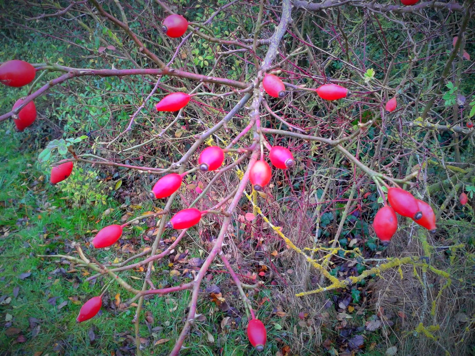 Découvrir & Déguster: Délice du mois : le cynorrhodon