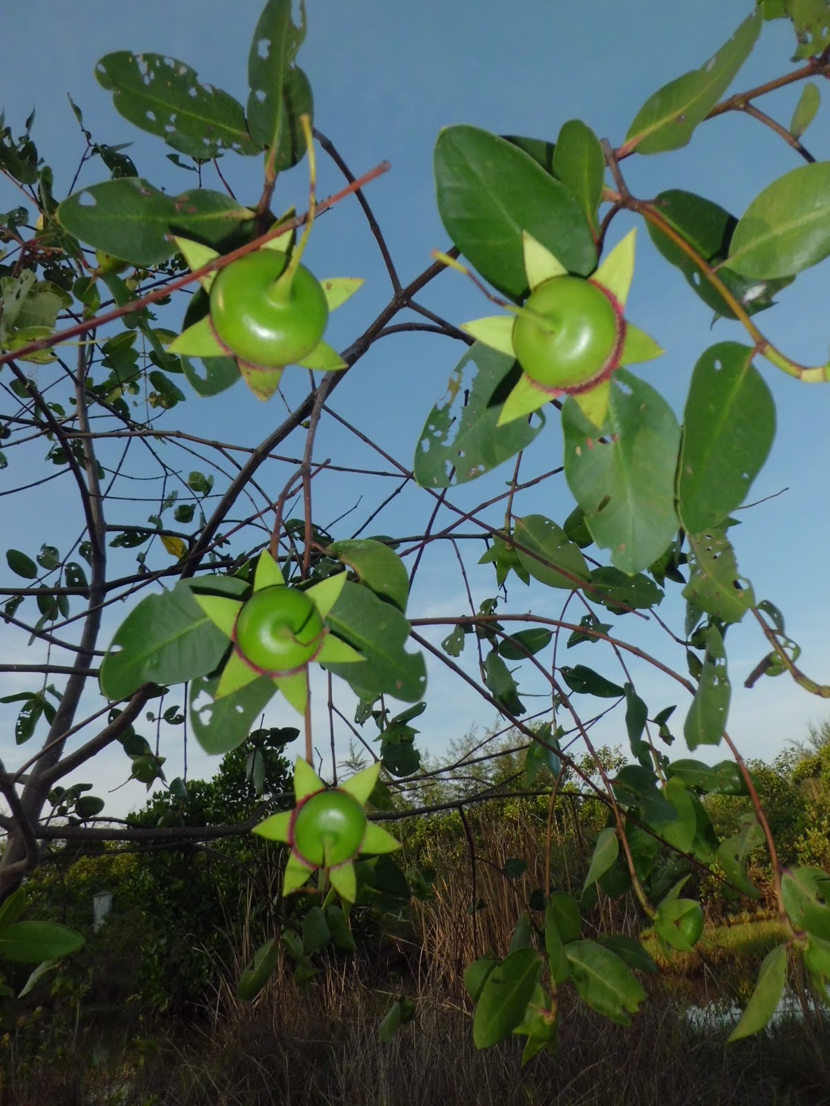 8. Sonneratia (Pedada)