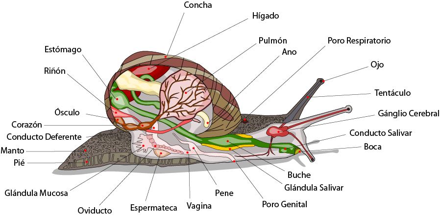 BIOLOGÍA Y GEOLOGÍA: FILO MOLUSCOS