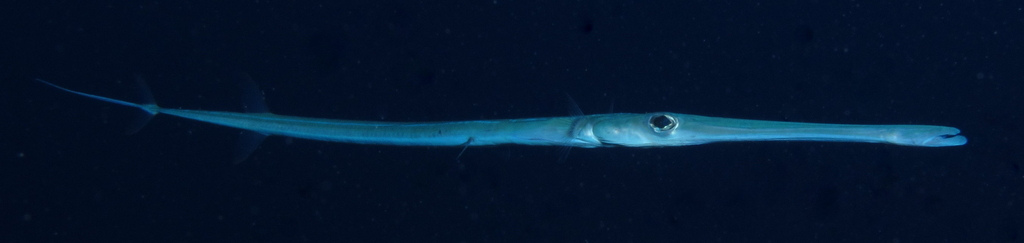 Blue Spotted Cornetfish